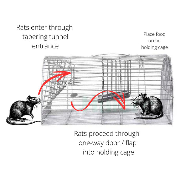 Monarch Multi Catch Rat Trap Live Catch | BUY ONLINE – Easy Pest Supplies