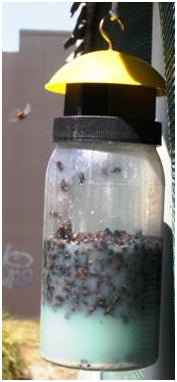 Envirosafe Fly Trap | Jumbo Size | Pesticide Free | BUY ONLINE – Easy ...