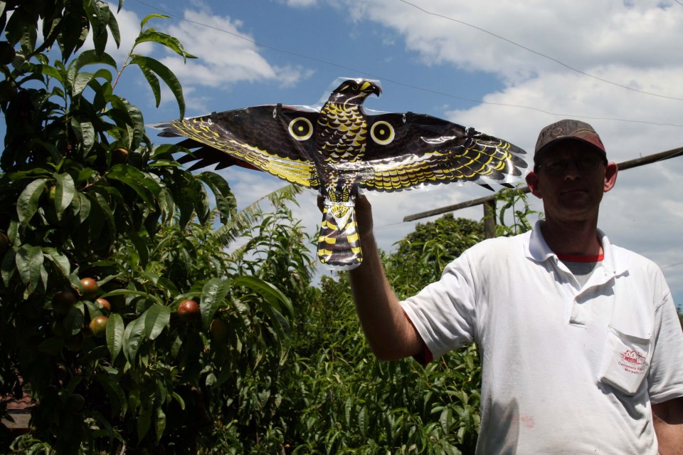 Hawk Bird Scarer | Hovering Bird Deterrent | BUY ONLINE – Easy Pest ...