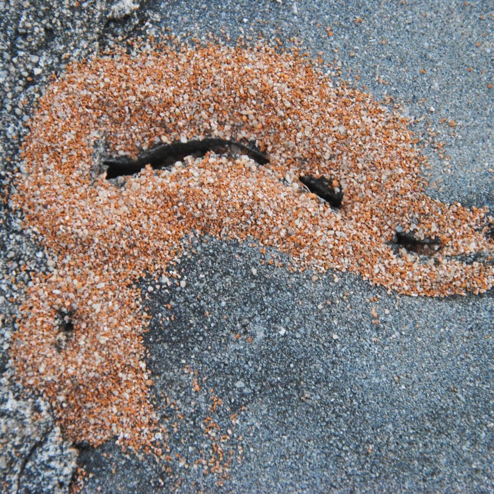 SAS PRO Professional Granule Ant Killer Fipronil | BUY ONLINE – Easy ...