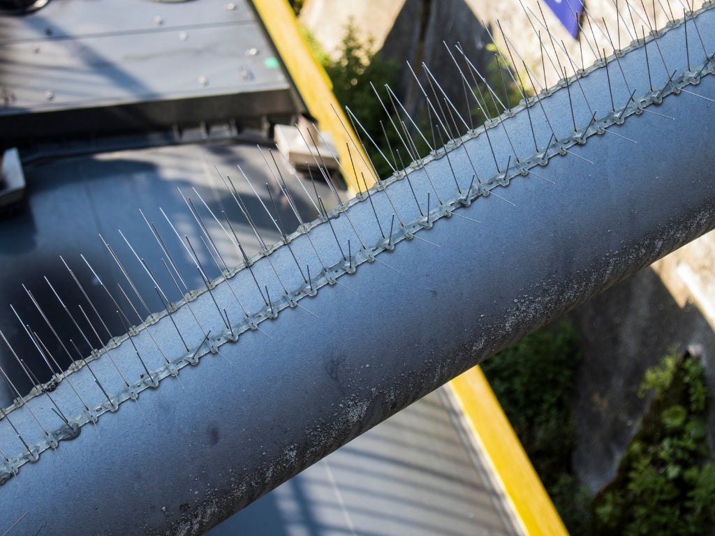 Buy Anti Bird Spikes Online from Sydney, Australia – Easy Pest Supplies