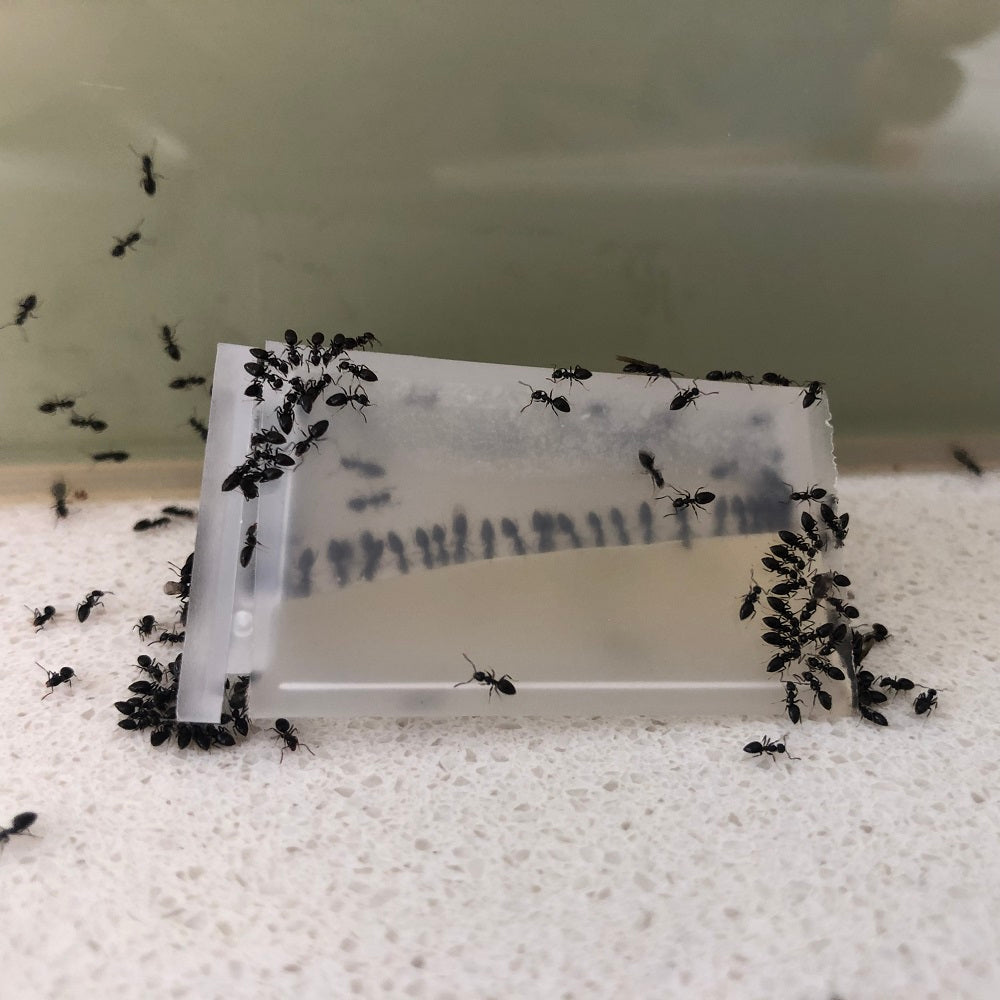 Black Ant Control Deluxe DIY Kit | Bait, Insecticide & Bait Stations ...