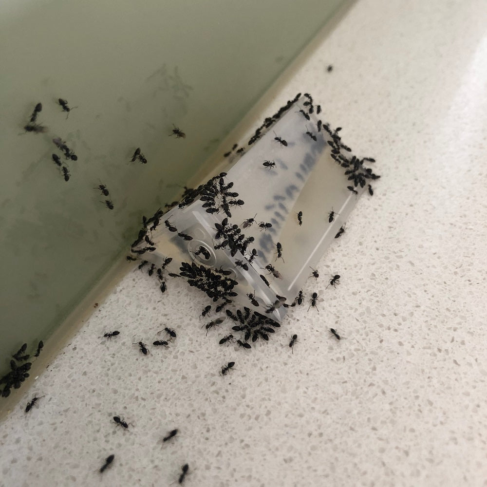 Black Ant Control BASIC DIY Kit | Liquid Bait Stations | BUY ONLINE ...