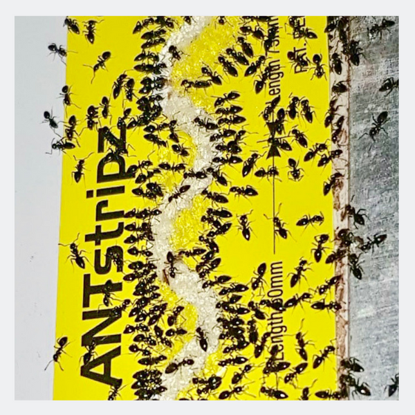 AttractANT PRO Ant Bait Gel 30g Tube Indoxacarb | BUY ONLINE – Easy ...