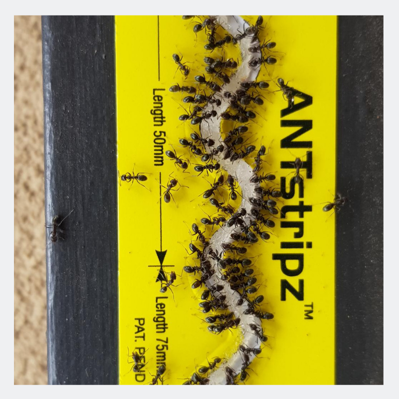 AttractANT PRO Ant Bait Gel 30g Tube Indoxacarb | BUY ONLINE – Easy ...