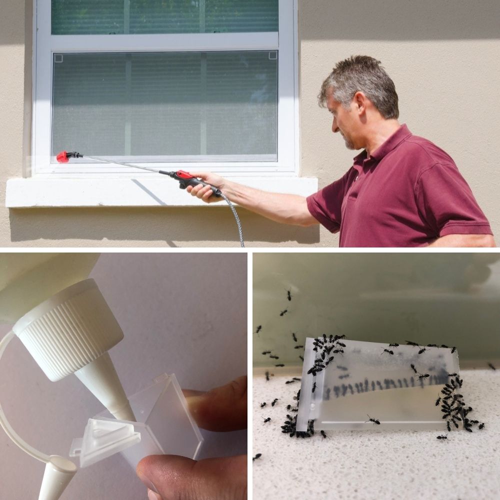 Black Ant Control Deluxe DIY Kit | Bait, Insecticide & Bait Stations ...