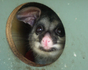 Possum Nesting Box Kit | Brushtail | Wooden | BUY ONLINE – Easy Pest ...