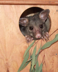 Possum Nesting Box Kit | Brushtail | Wooden | BUY ONLINE – Easy Pest ...
