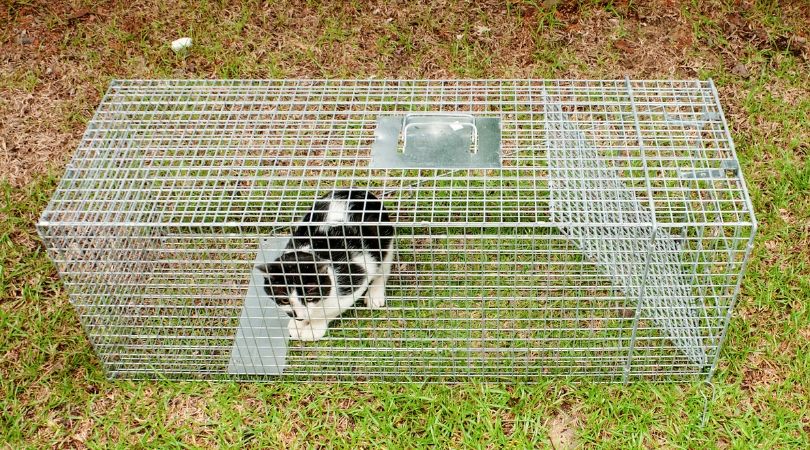 Feral Cat Trap | Trapping | Humane | BUY ONLINE – Easy Pest Supplies