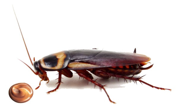 Cockroach Bait | Maxforce Gold | Gel | BUY ONLINE – Easy Pest Supplies