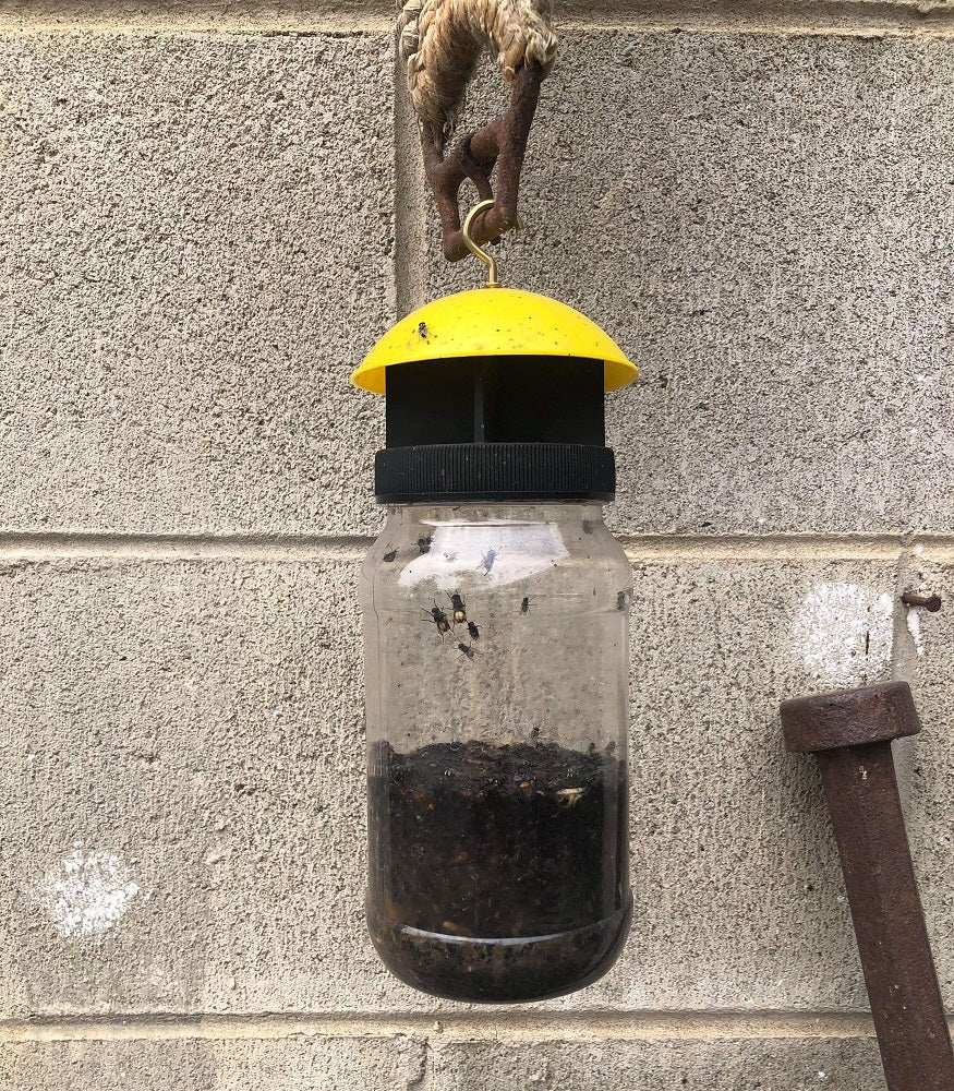 Envirosafe Fly Trap | Jumbo Size | Pesticide Free | BUY ONLINE – Easy ...