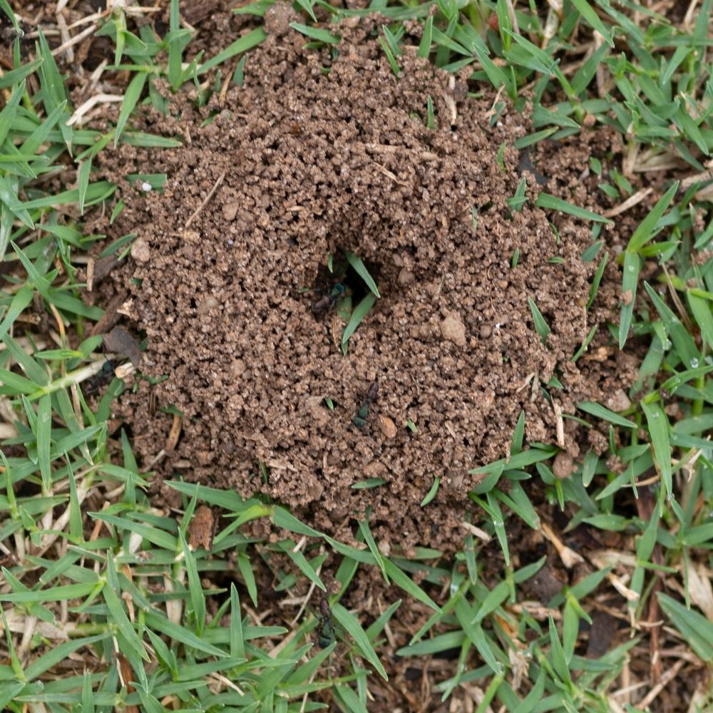 SAS PRO Professional Granule Ant Killer Fipronil | BUY ONLINE – Easy ...