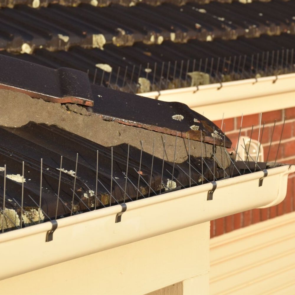 Gutter Bird Spikes Stainless Steel | BUY ONLINE – Easy Pest Supplies