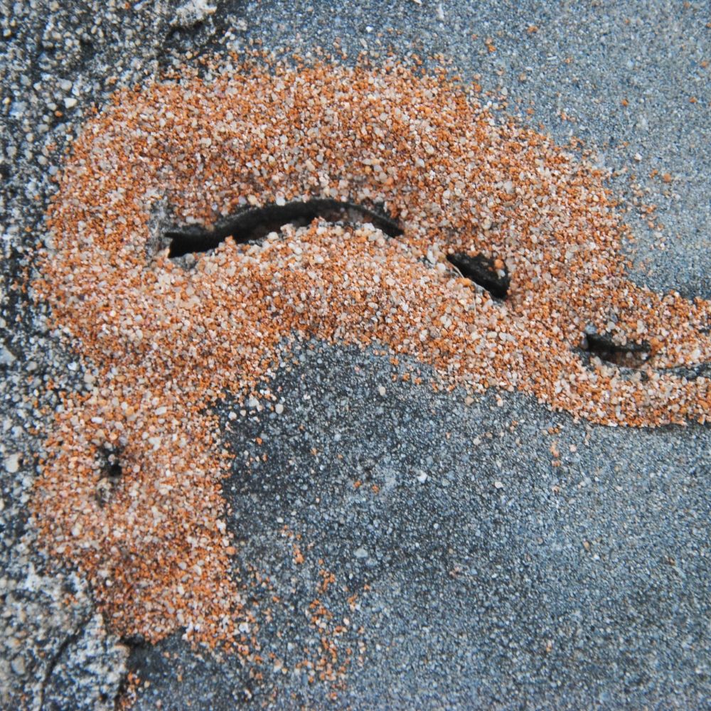 Protect-Us Invader Max Ant Cockroach Bait | BUY ONLINE – Easy Pest Supplies