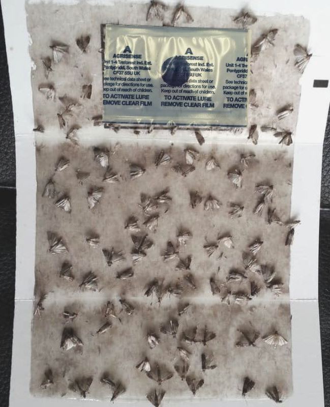 Envirosafe Pantry Moth Trap | Traps Meal Moths | BUY ONLINE – Easy Pest ...