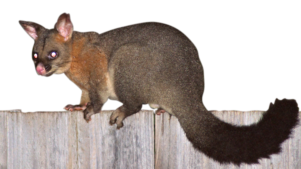 Possum Deterrent Fence Spikes | BUY ONLINE – Easy Pest Supplies