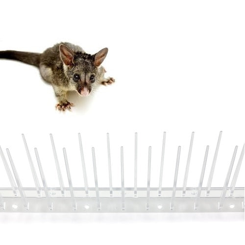 Possum Deterrent Fence Spikes | BUY ONLINE – Easy Pest Supplies