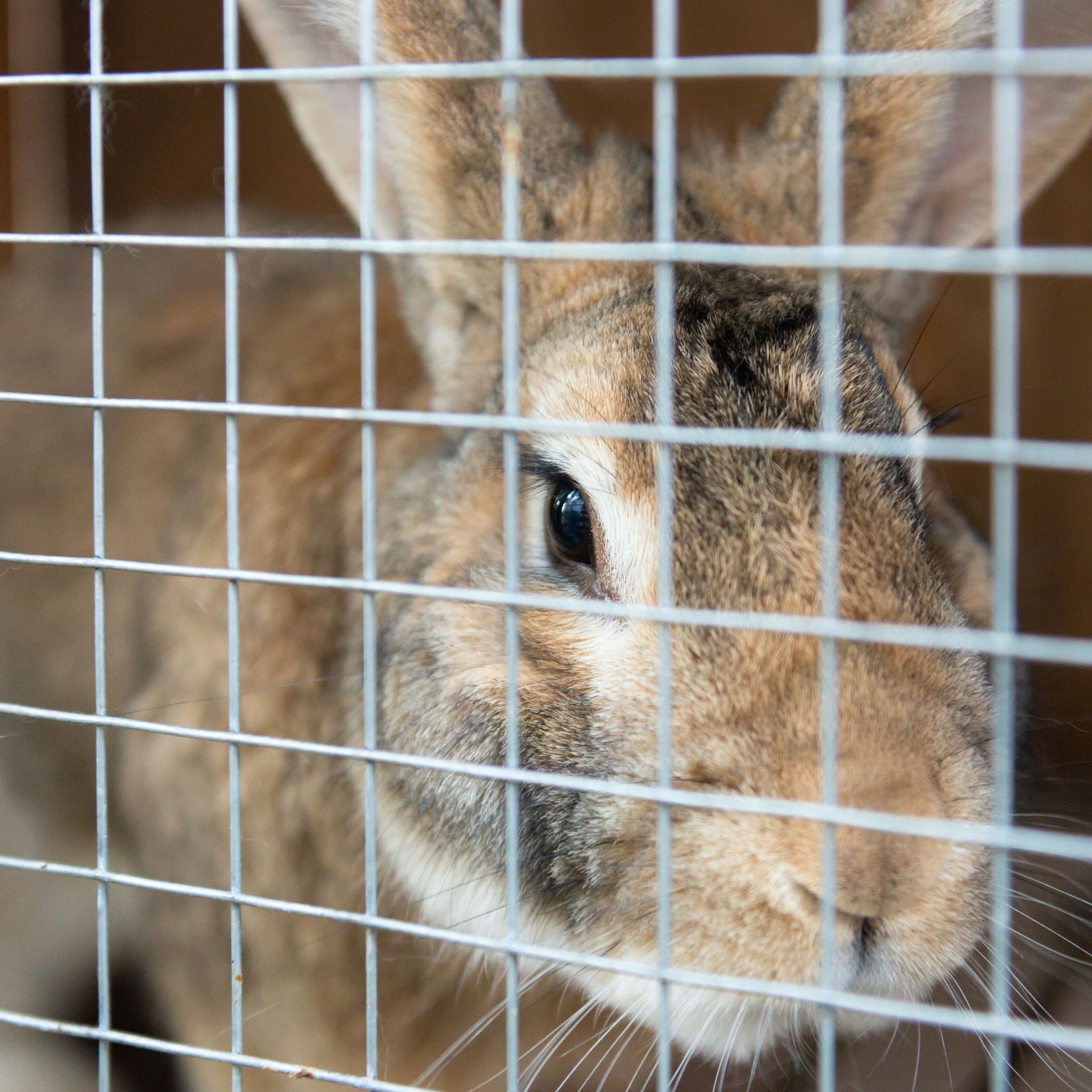 Humane Rabbit Cage Trap - Get Rid of Rabbits | BUY ONLINE – Easy Pest ...