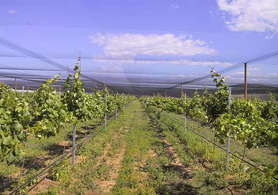 Bird Netting - Canopy Orchard Bird Net BLACK | BUY ONLINE – Easy Pest ...