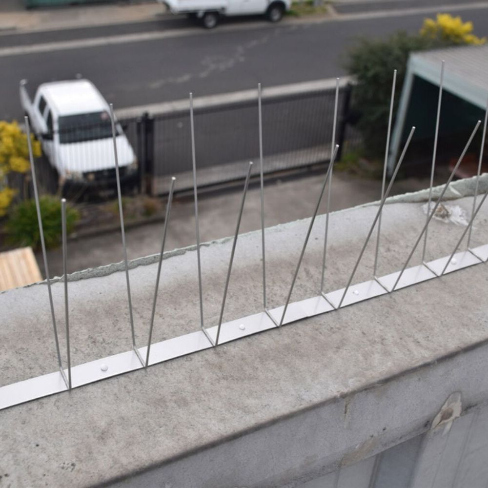 Seagull Bird Spikes Narrow Stainless Steel | BUY ONLINE – Easypestsupplies