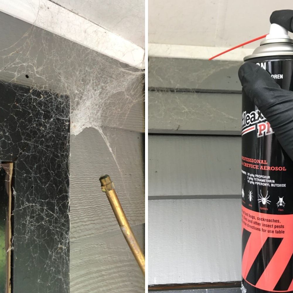 DIY Spider Control Kit - Aerosol and Concentrate Spray | BUY ONLINE ...