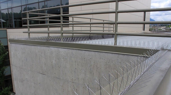 Stainless Steel Bird Spikes Narrow | BUY ONLINE – Easy Pest Supplies