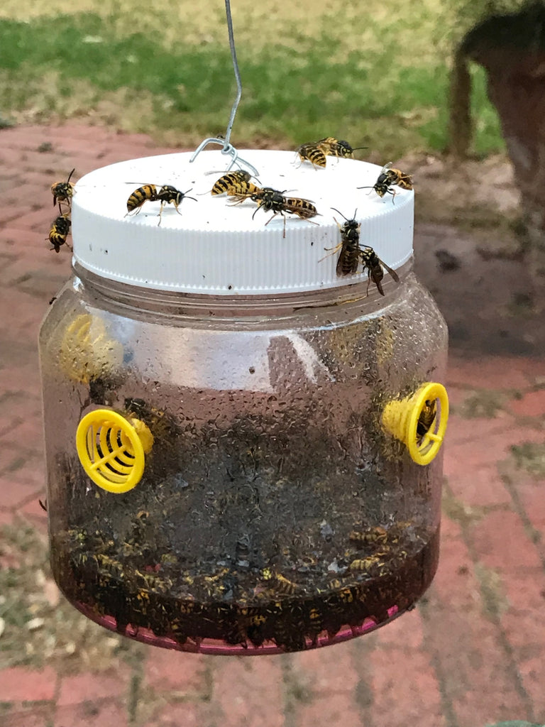 SUNDEW VesPEX PRO European Wasp Lure Liquid Attractant 5L | BUY ONLINE ...