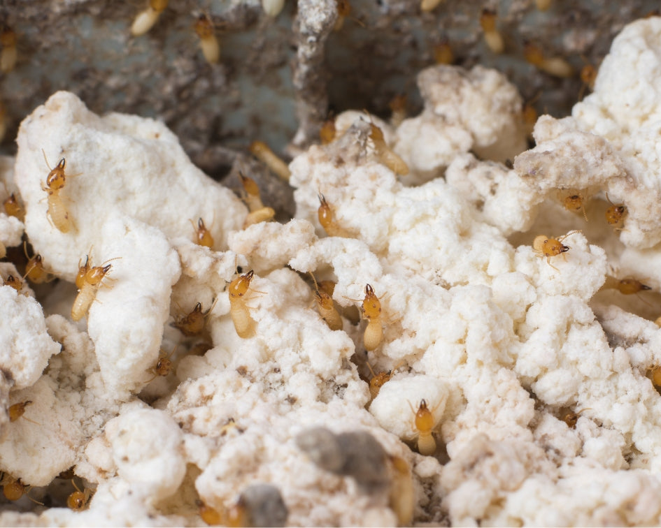 Nemesis Termite Bait 1kg or 2kg Chlorfluazuron IGR | BUY ONLINE – Easy Pest Supplies